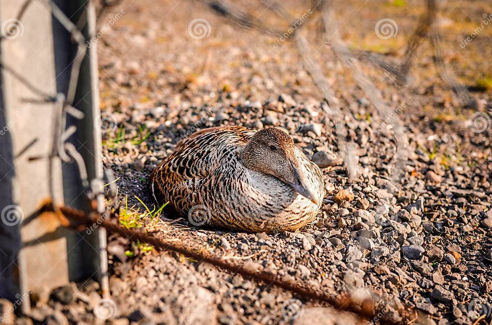 Rock duck stock photo. Image of nature, fence, rust, iceland - 95655048