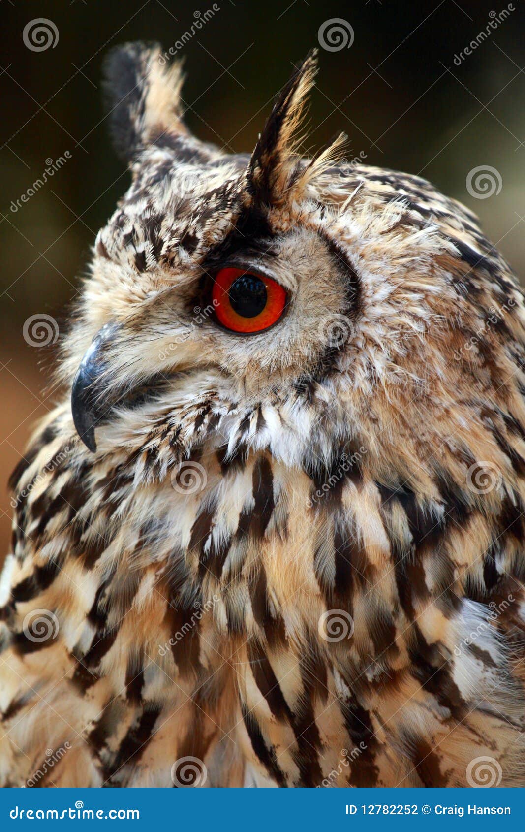 Rock Eagle Owl stock photo. Image of wise, detail, rock - 12782252