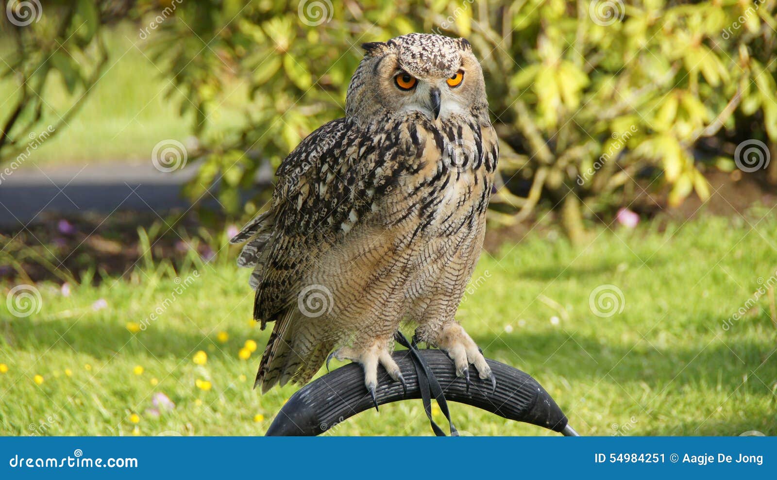 Rock Eagle Owl stock image. Image of bengalenis, eurasian - 54984251