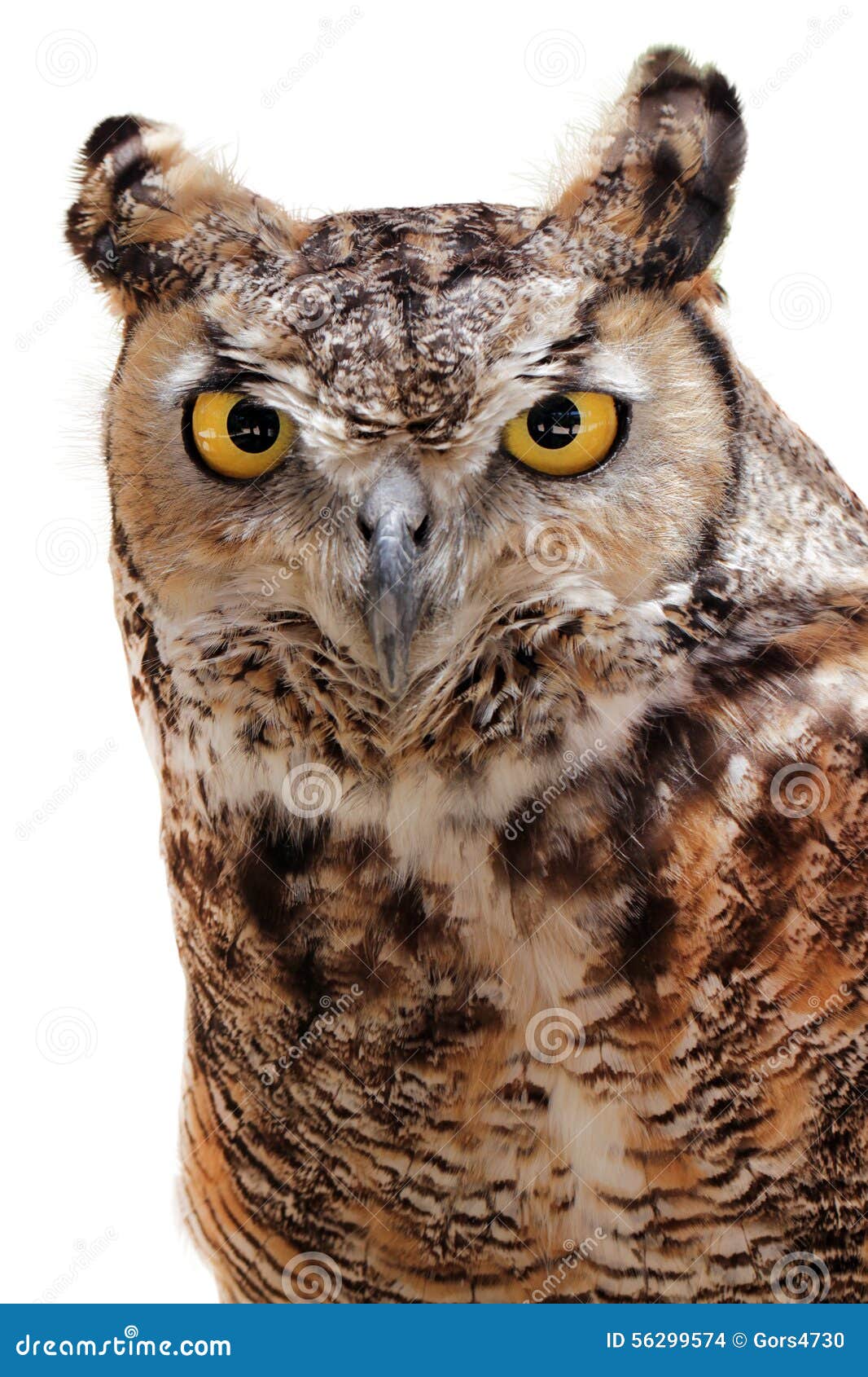 Rock Eagle Owl stock photo. Image of avian, bengalia - 56299574