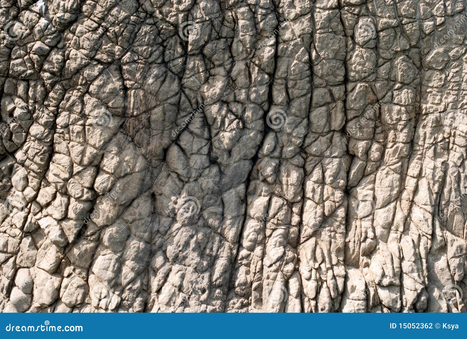 Rock elephant texture stock photo. Image of geology, ornament - 15052362