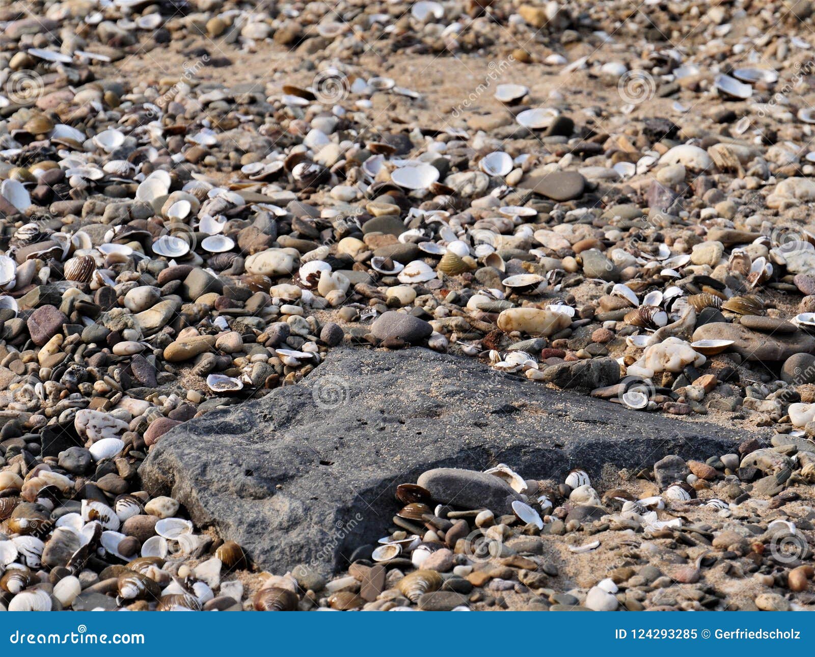 Rock in a Environment from Shells of River Mussels, Small Pebbles and ...