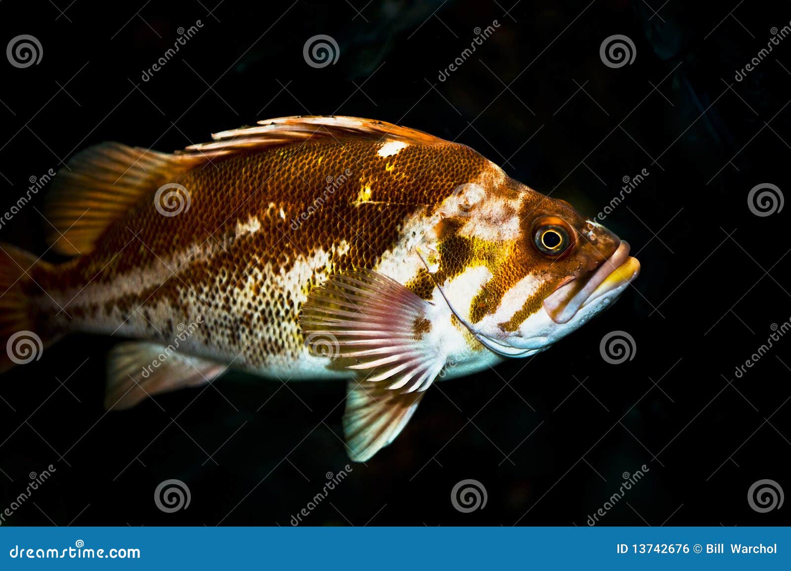 Rock Fish stock photo. Image of rock, salt, wildlife - 13742676