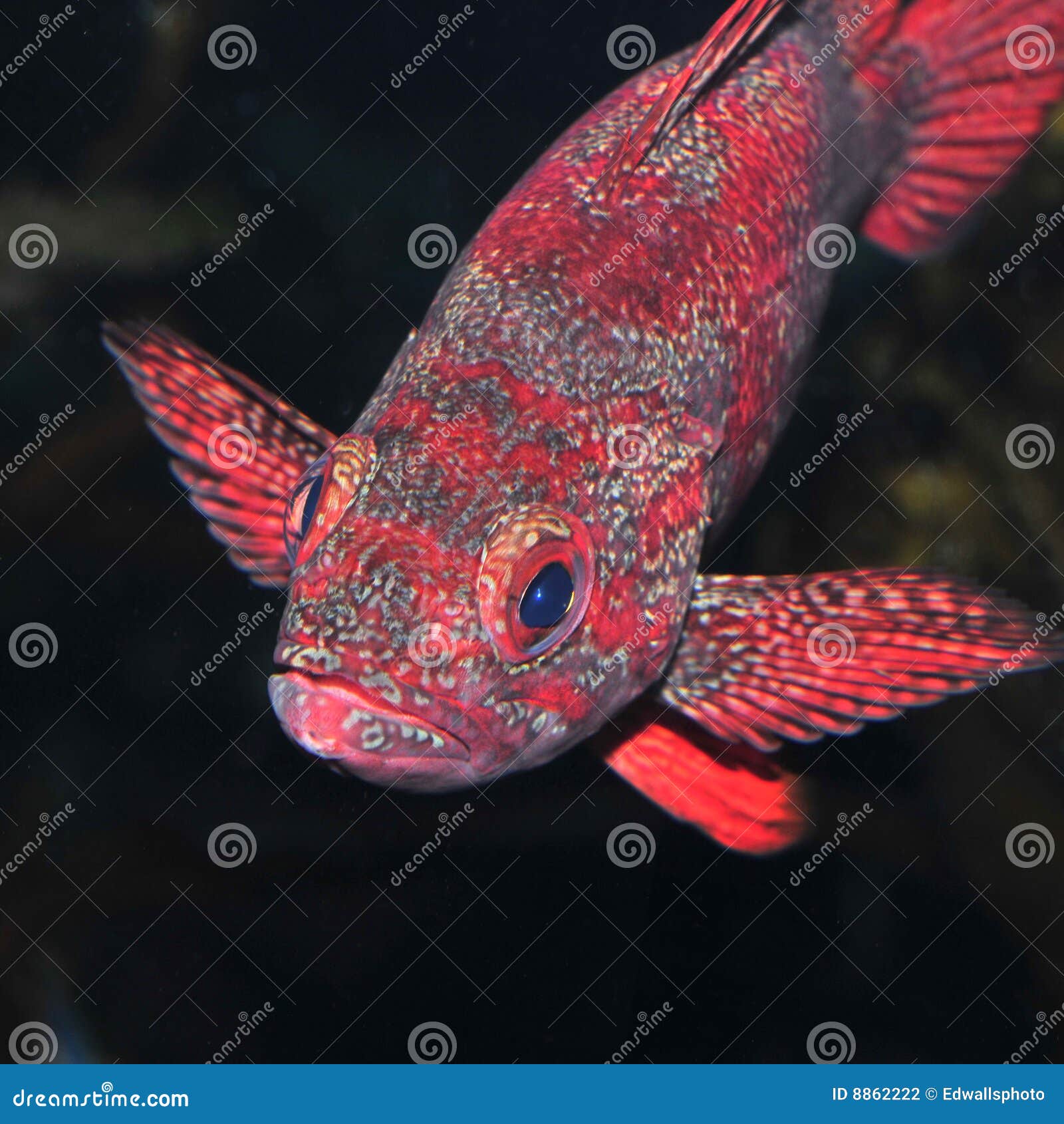 Rock fish stock photo. Image of eyes, lips, looking, swimming - 8862222