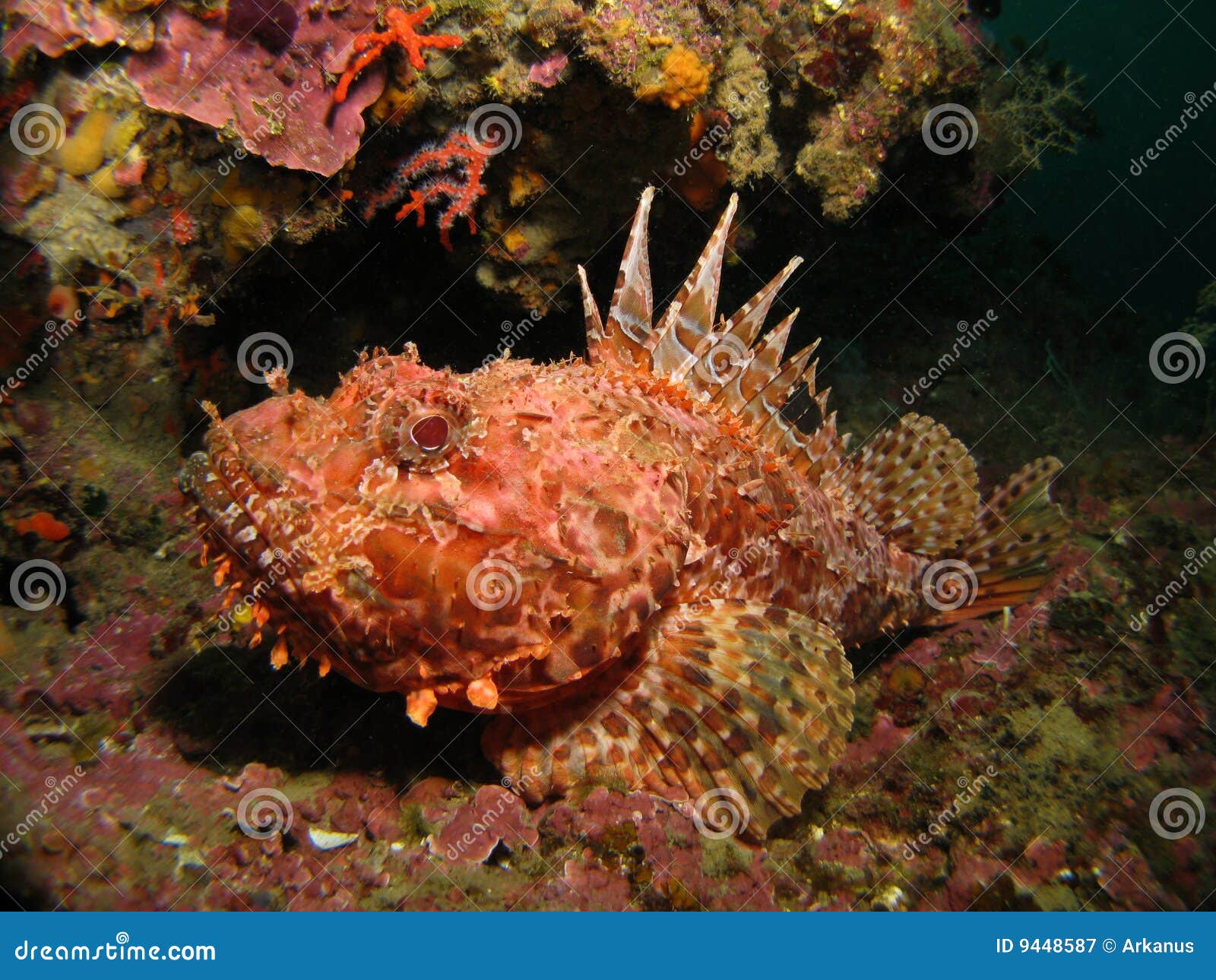 Rock fish stock image. Image of underwater, dive, ocean - 9448587
