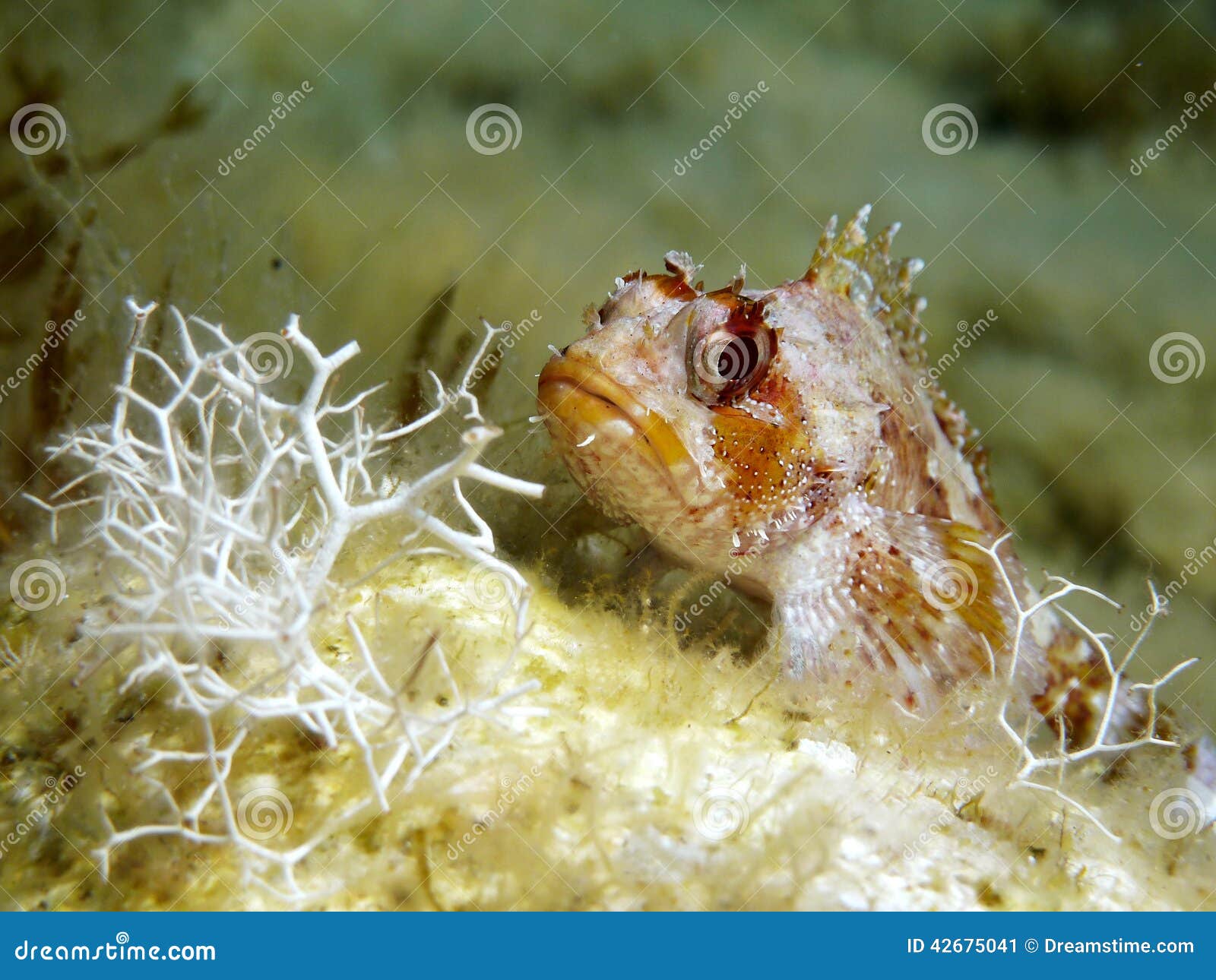Rock Fish stock image. Image of life, rock, fish, reef - 42675041