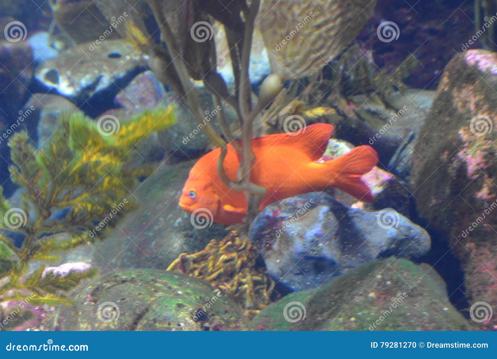 Rock fish stock photo. Image of seaweed, saltwater, scuba - 79281270