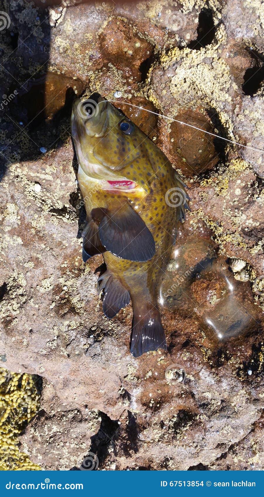 Rock fishing stock photo. Image of fish, rock, fishing - 67513854