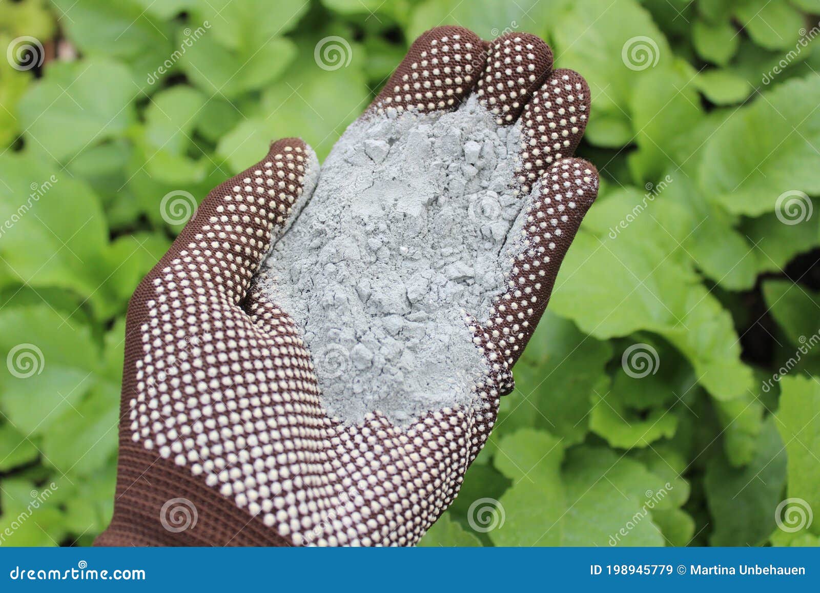 Rock Flour in a Hand with Cloves Stock Image - Image of garden ...