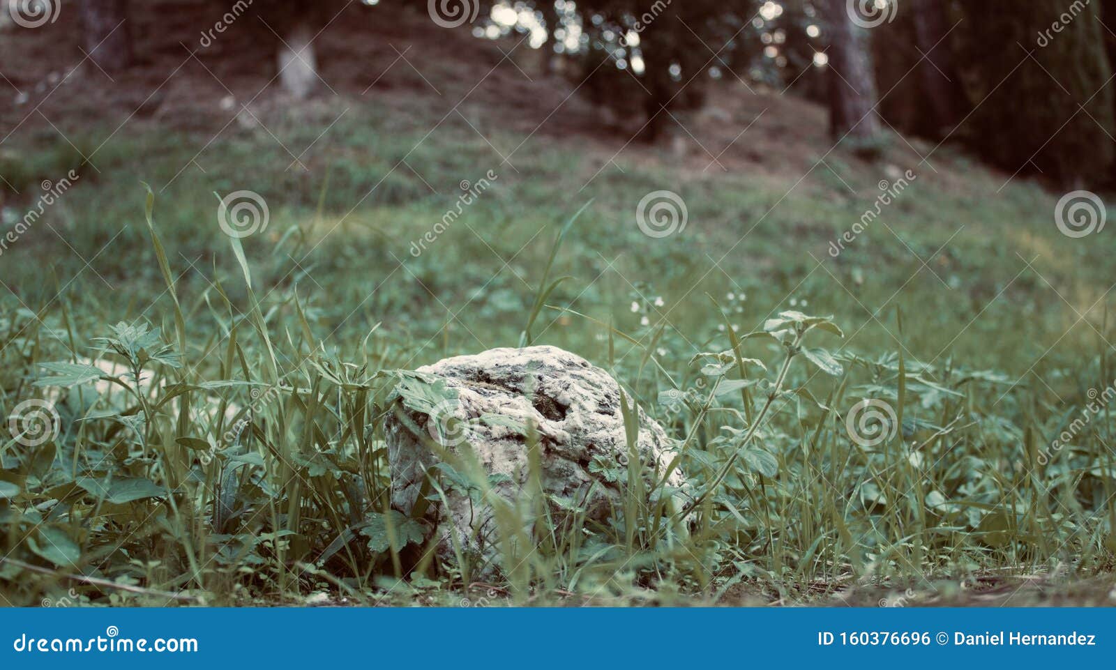 Rock focus stock photo. Image of nopeople, forest, focus - 160376696