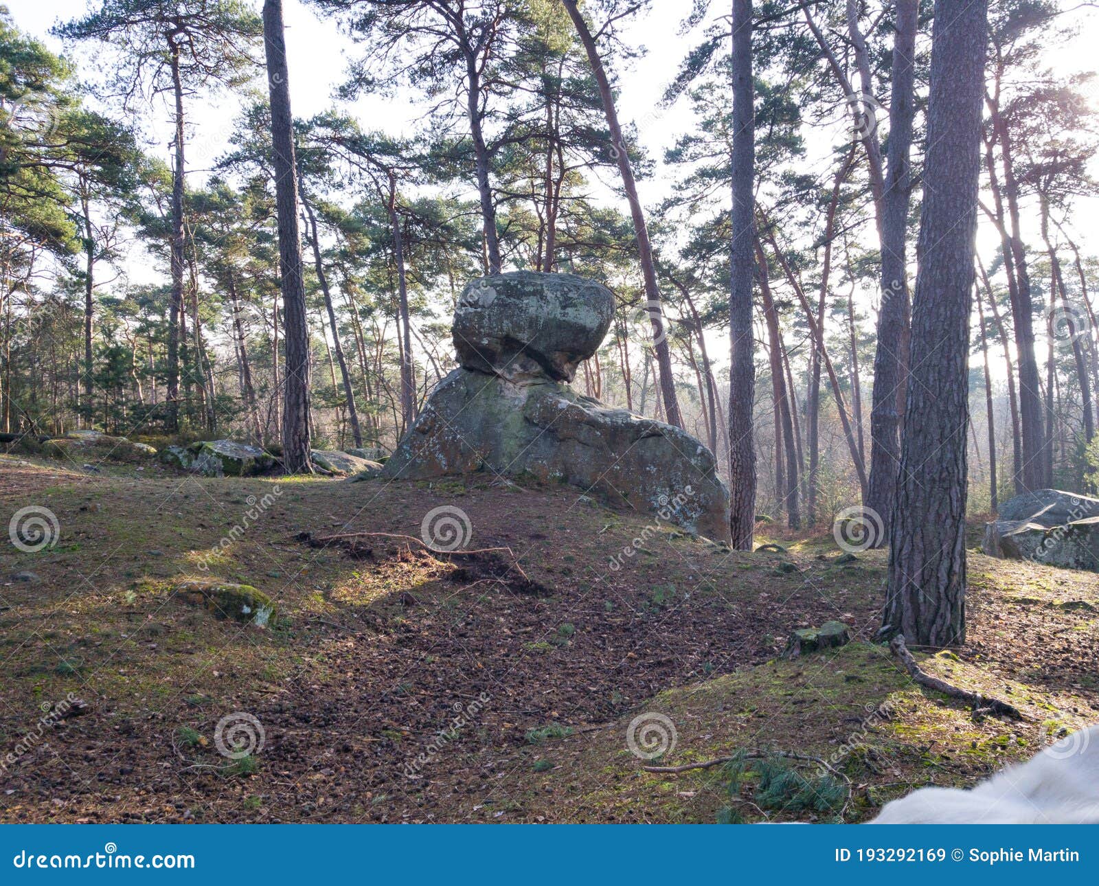 Rock in forest stock image. Image of woodland, trunk - 193292169