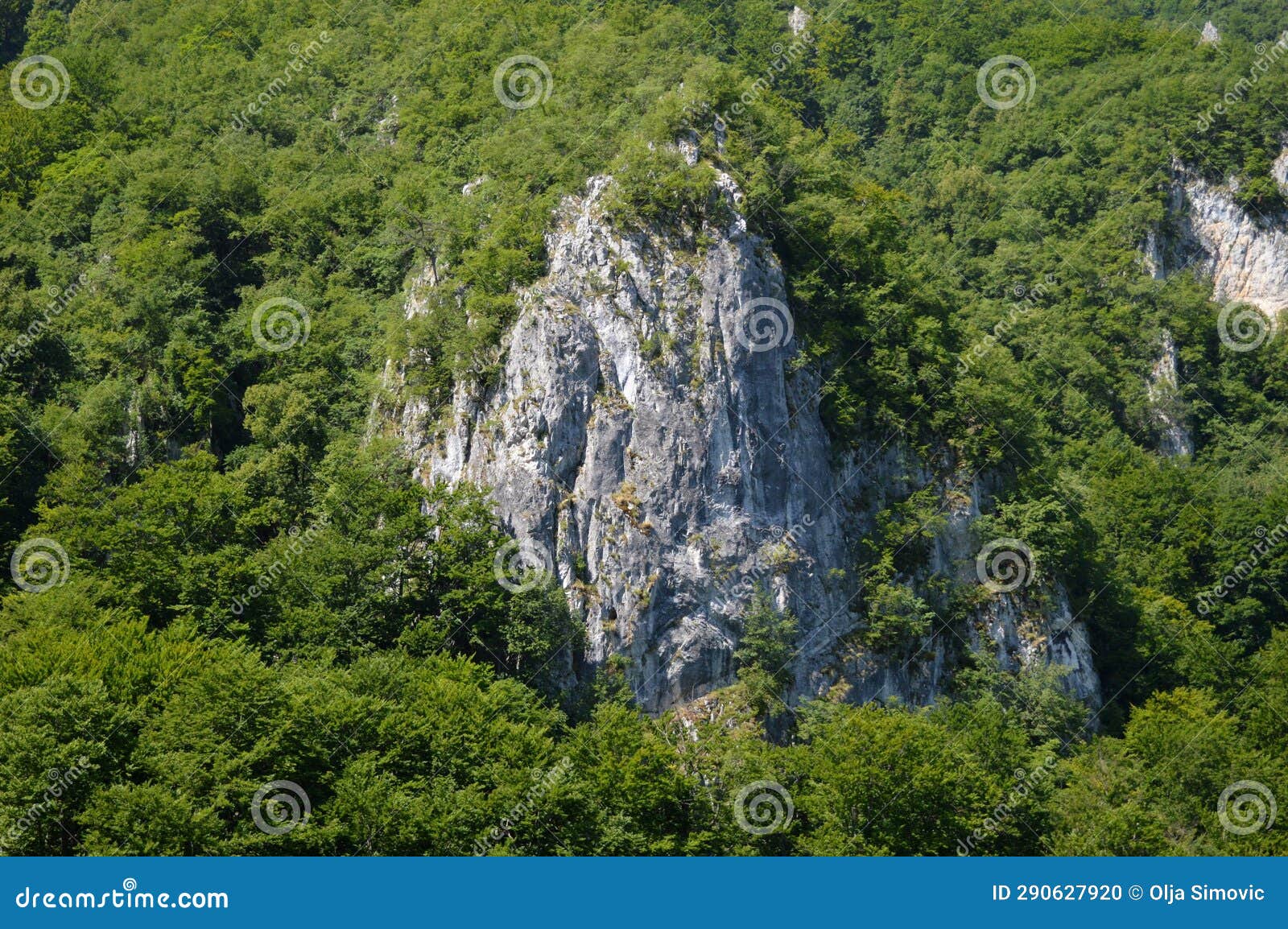 Rock in the forest stock photo. Image of wilderness - 290627920