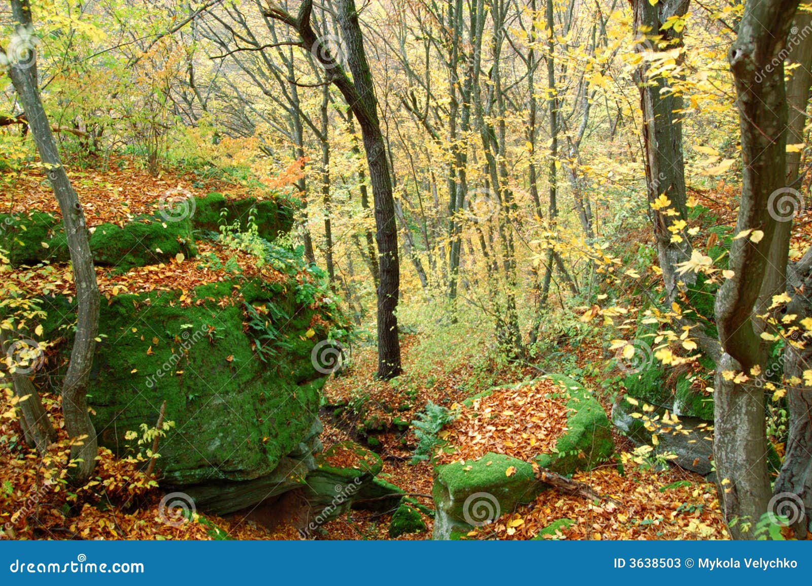 Rock in forest stock image. Image of rock, branch, moss - 3638503