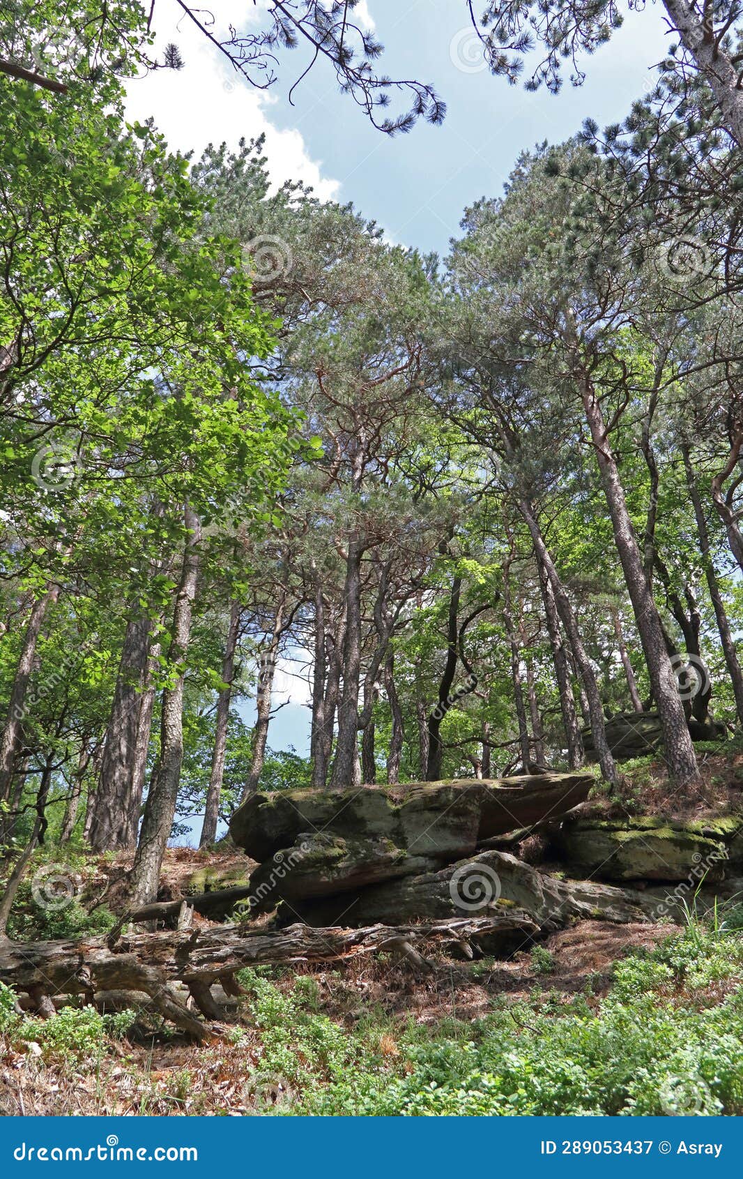Old Deciduous Trees in the Rock Forest Stock Image - Image of natural ...
