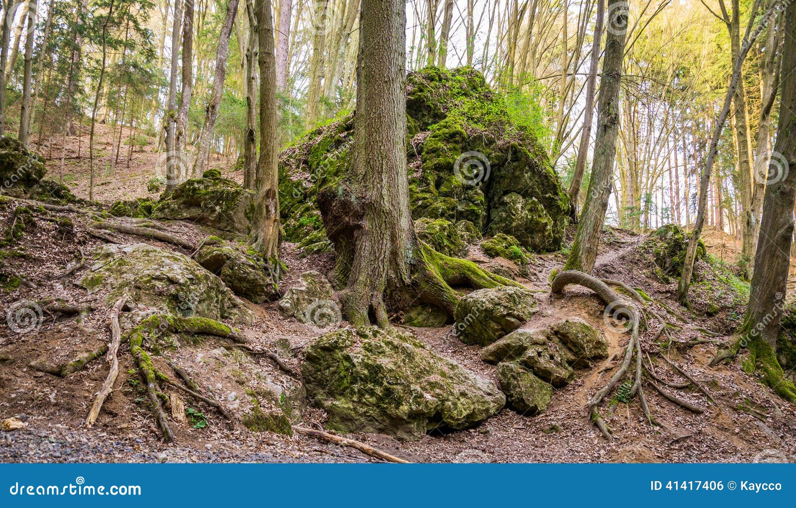 Rock in the Forest stock photo. Image of green, leaf - 41417406