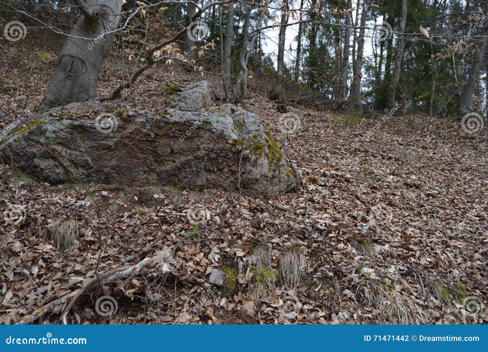 Rock in forest stock photo. Image of overgrown, engaging - 71471442