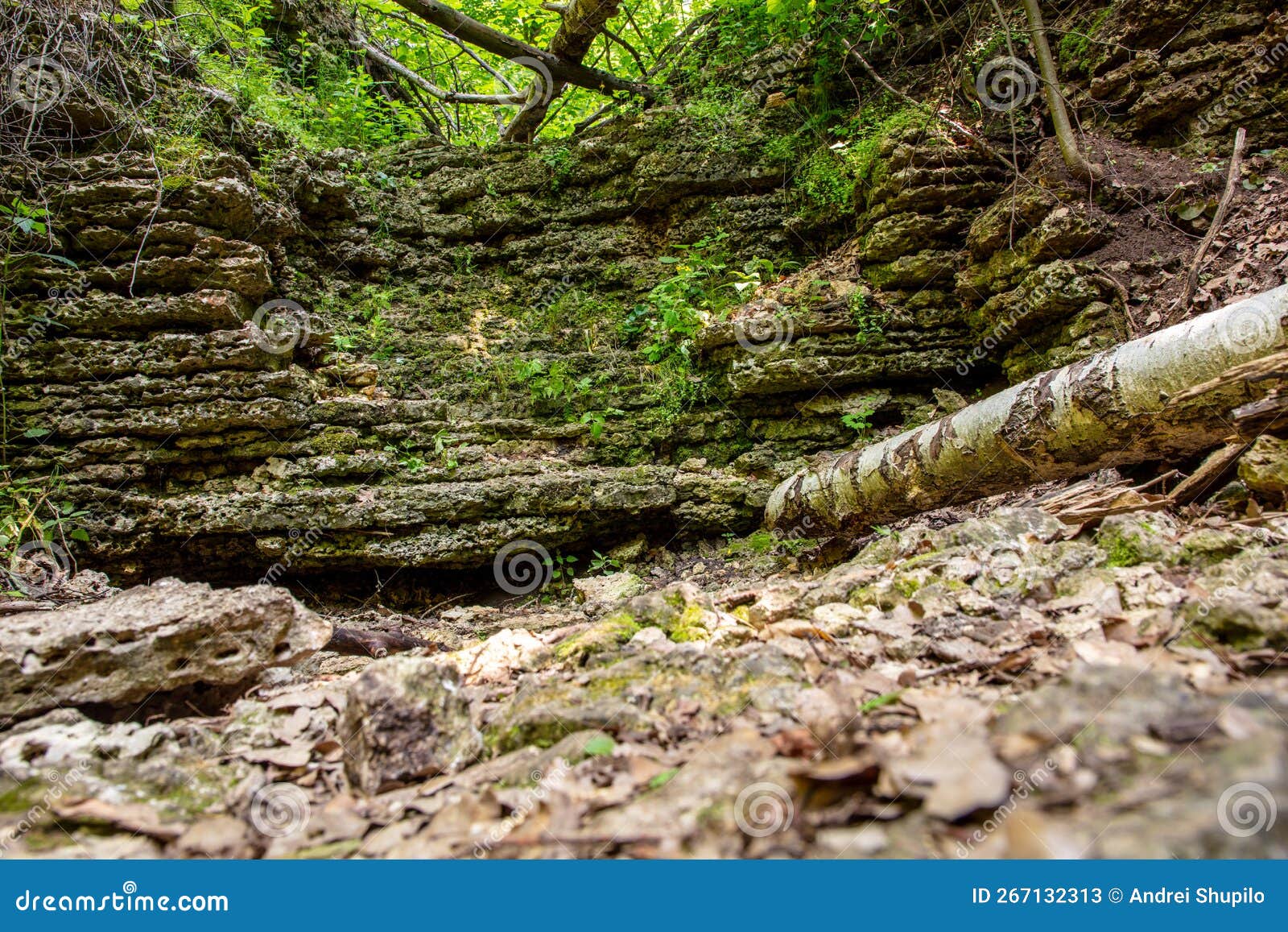 Rock Formation in the Forest in Nature Stock Image - Image of trees ...
