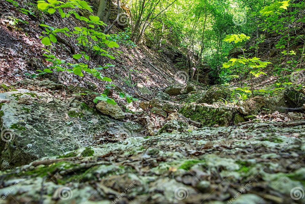 Rock Formation in the Forest in Nature Stock Image - Image of outdoors ...