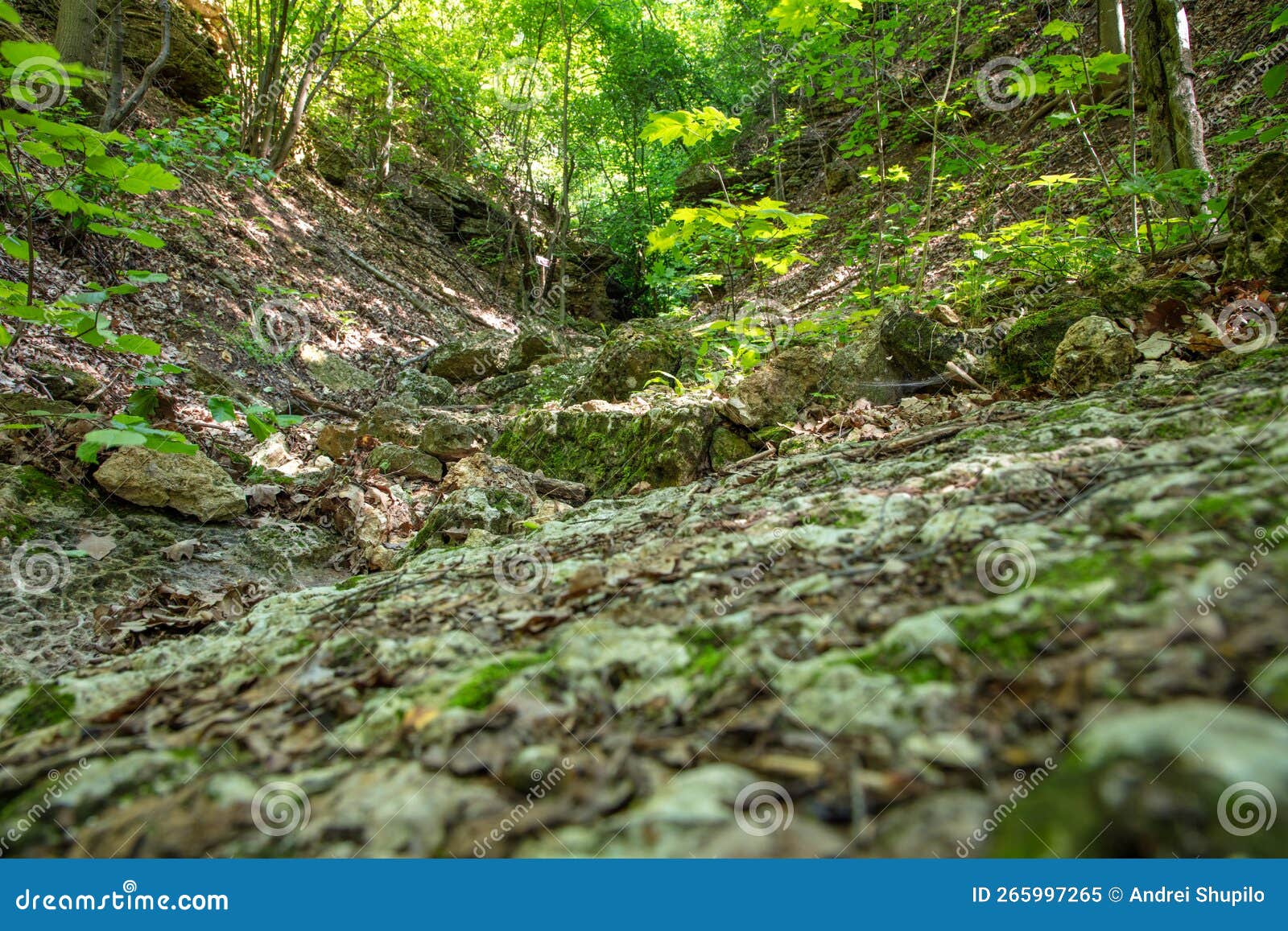 Rock Formation in the Forest in Nature Stock Image - Image of ...