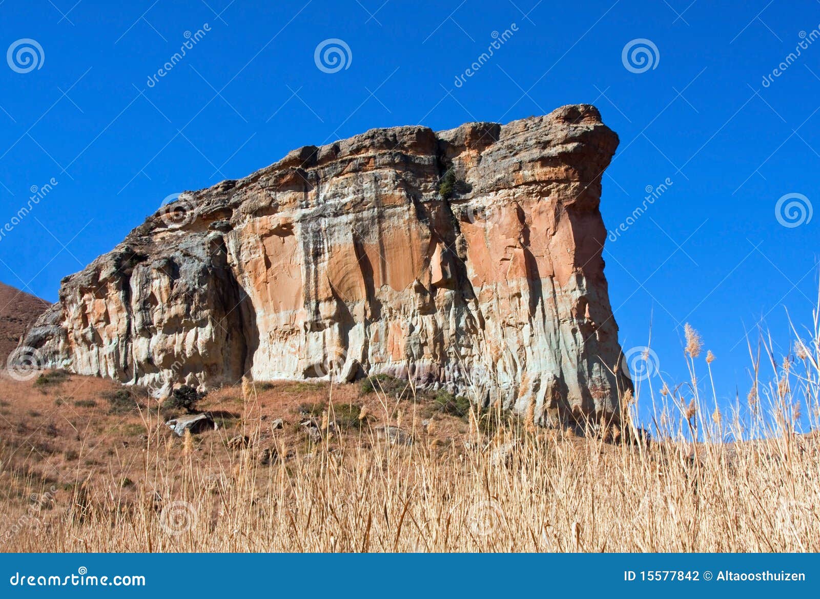 326 Reeds Formation Stock Photos - Free & Royalty-Free Stock Photos ...