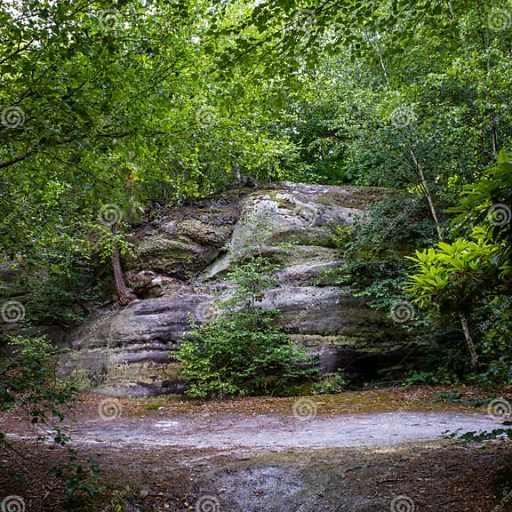 Rock Formation with Tree Roots, Central Sapling, and Trees Stock Photo ...