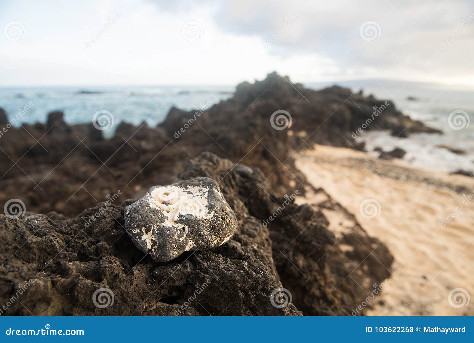 Rock with Fossilized Shells Embedded at Ocean Beach Stock Photo - Image ...