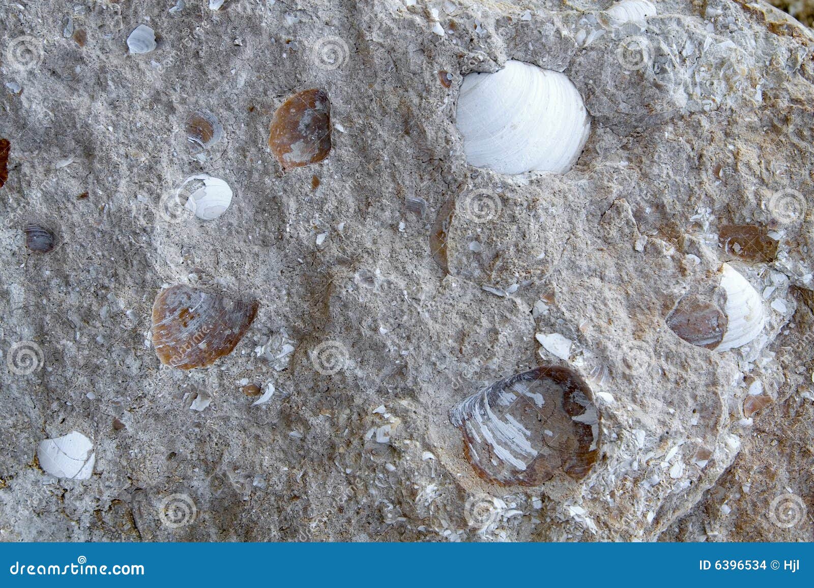 Mineralized Fossils Of Living Things Royalty-Free Stock Photo ...