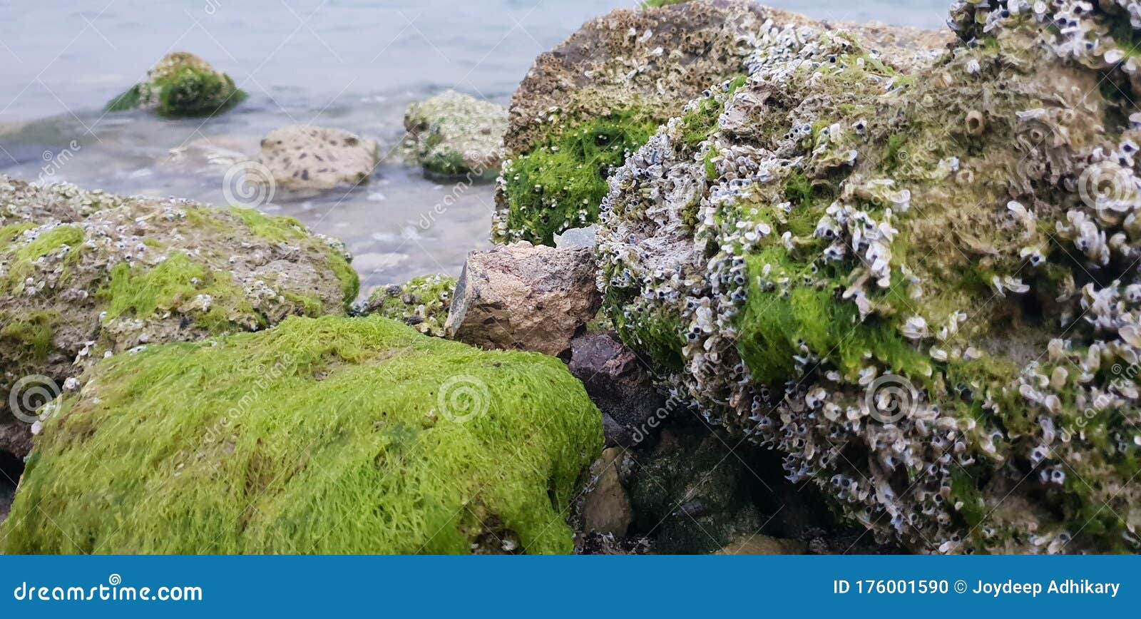 Rock fungus on sea shore stock photo. Image of fungus - 176001590