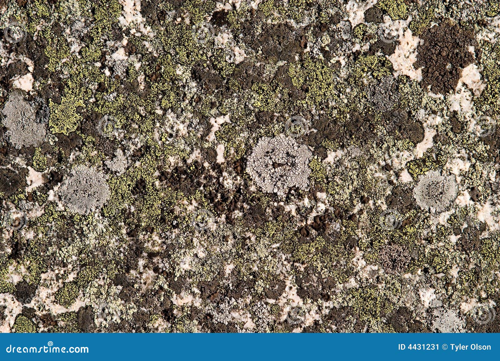 Rock Fungus Texture stock image. Image of organic, grunge - 4431231