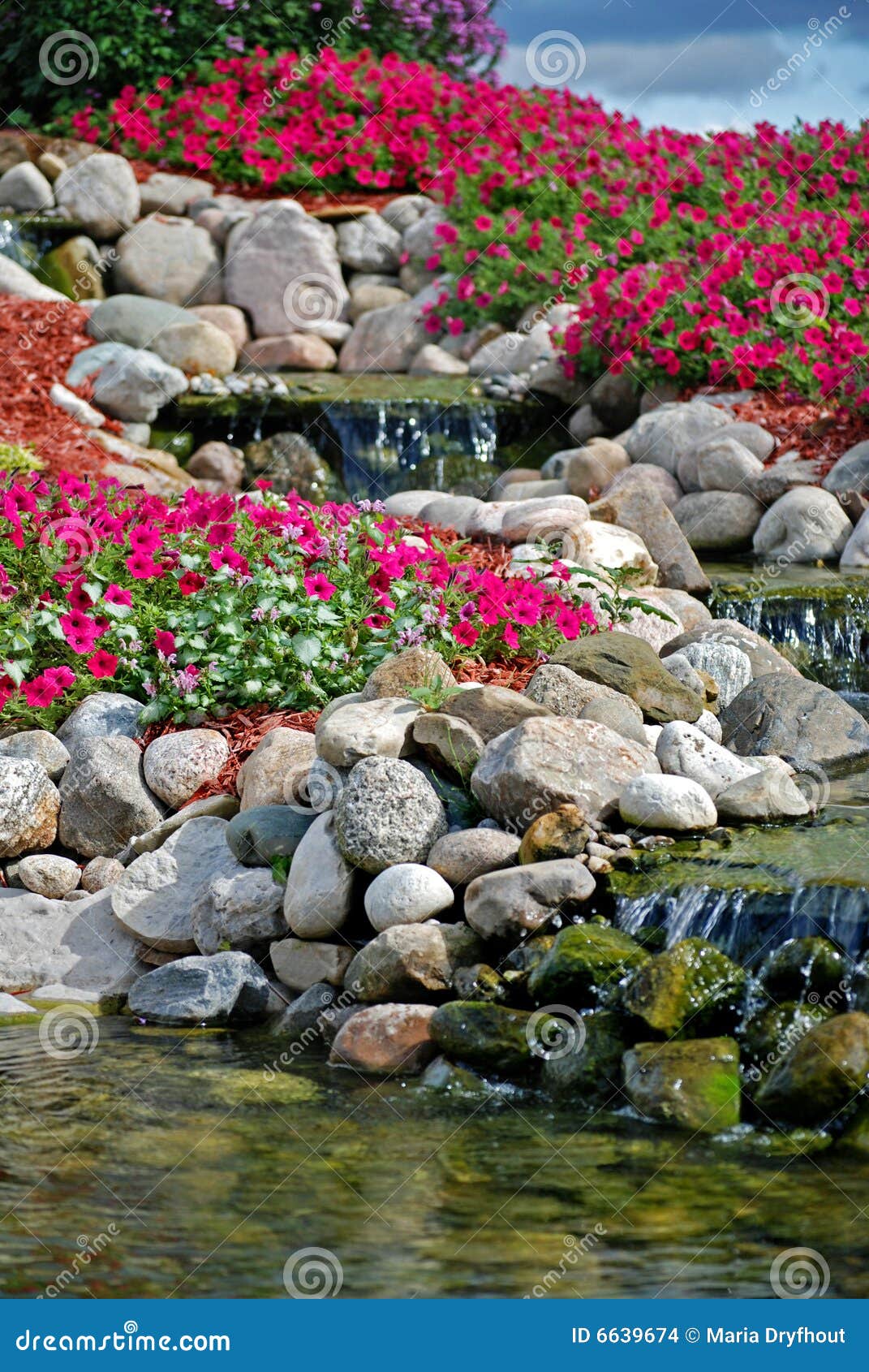 Petunia Rock Garden with Waterfalls Stock Photo - Image of overcast ...