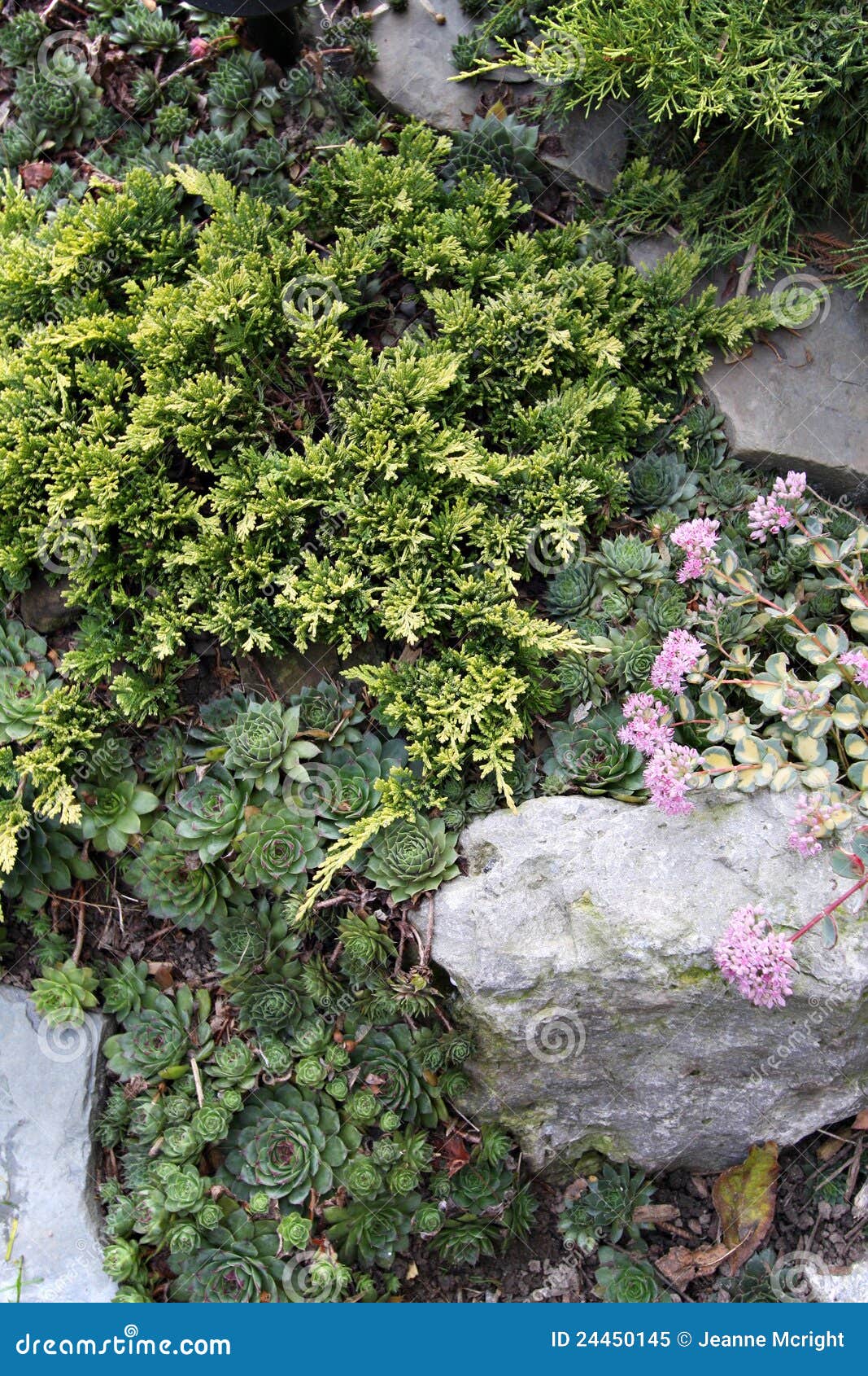Rock Garden with Juniper and Sedums Stock Image - Image of macro, hens ...