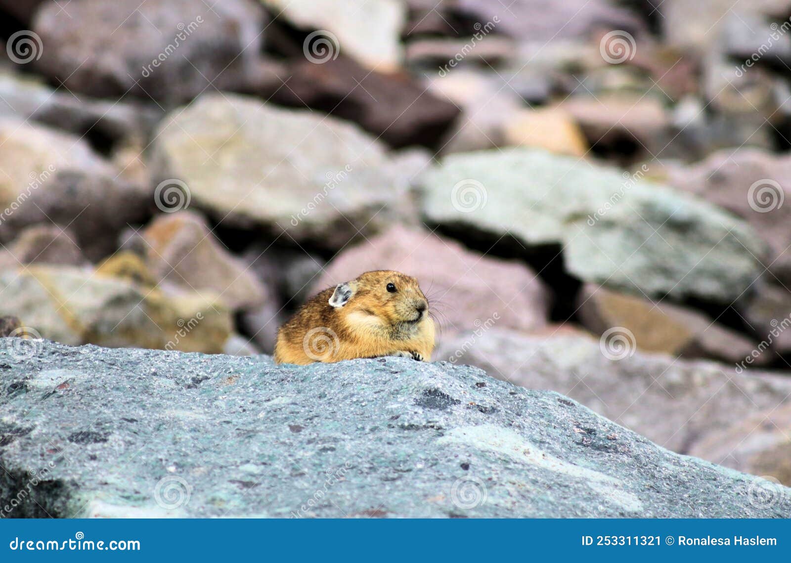 Rock Glacier American Pika stock image. Image of peaks - 253311321