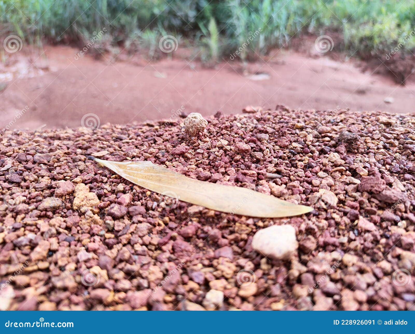 Rock Grain Texture in Kalimantan Stock Image - Image of flower, crop ...