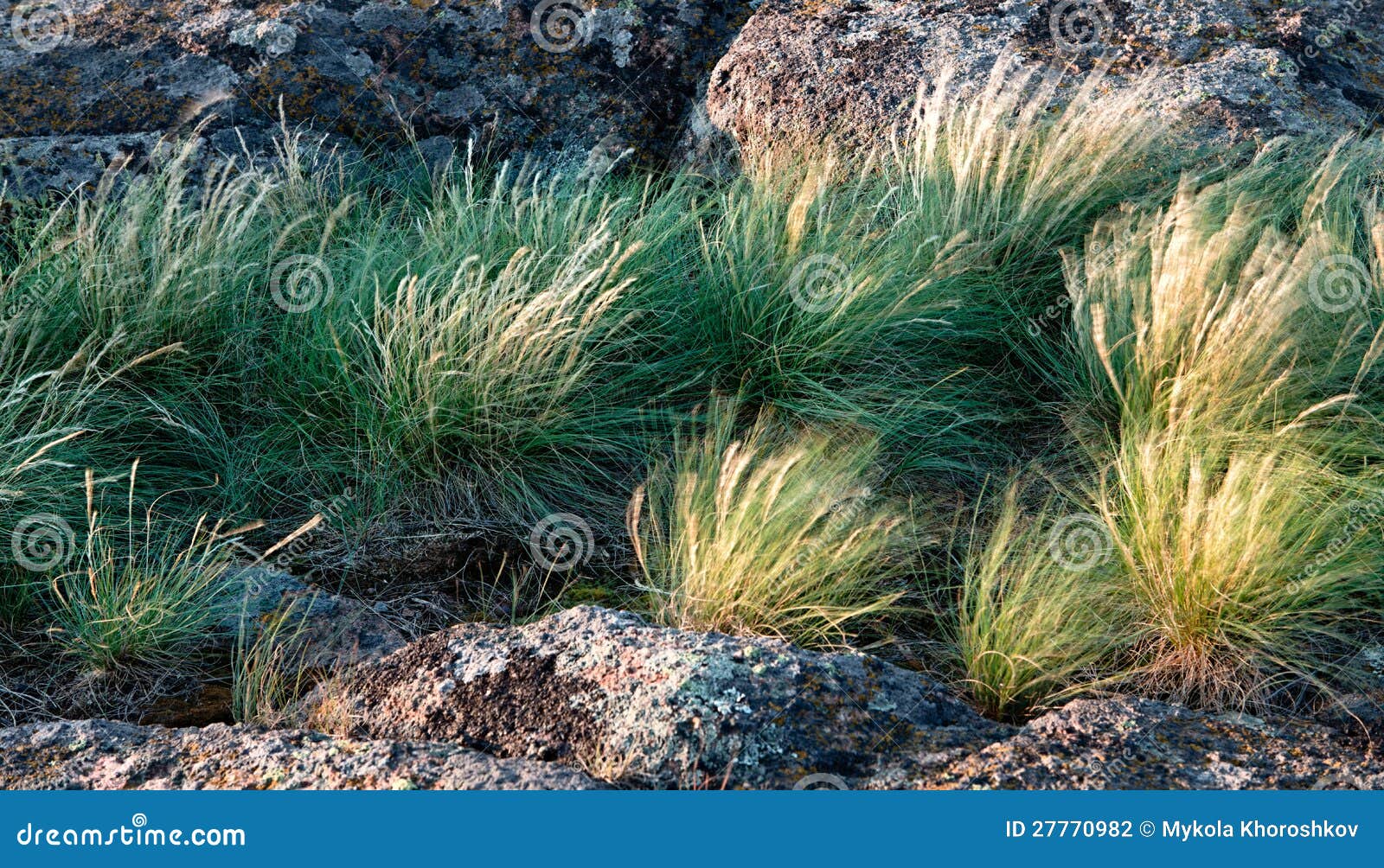 Rock and grass stock photo. Image of structure, details - 27770982