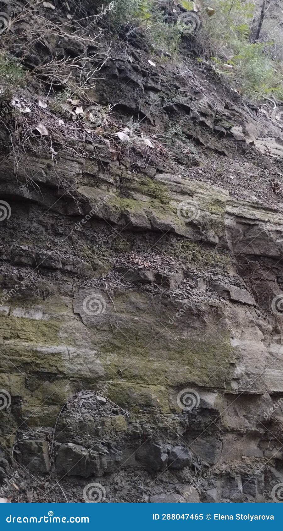 Rock and Grass Growing on it Stock Image - Image of tree, mountain ...