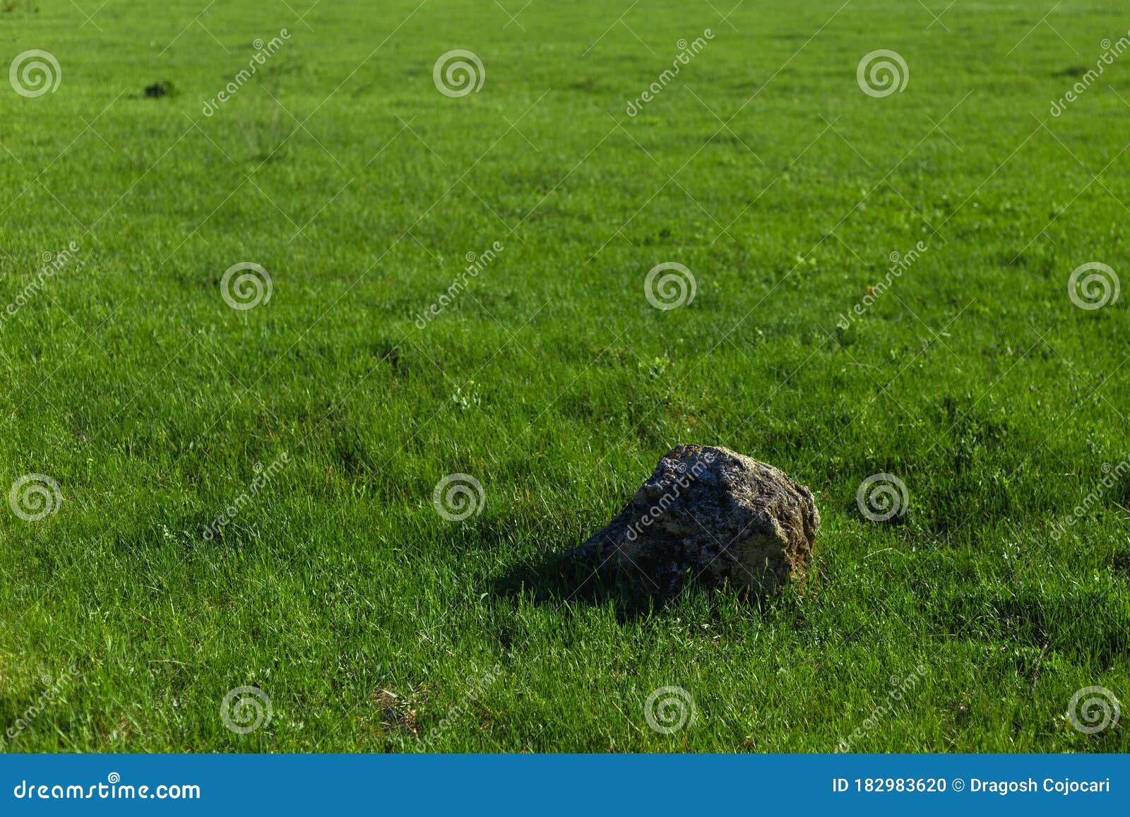 Rock in Grass. Natural Texture Background. a Stone on Green Lawn Stock ...