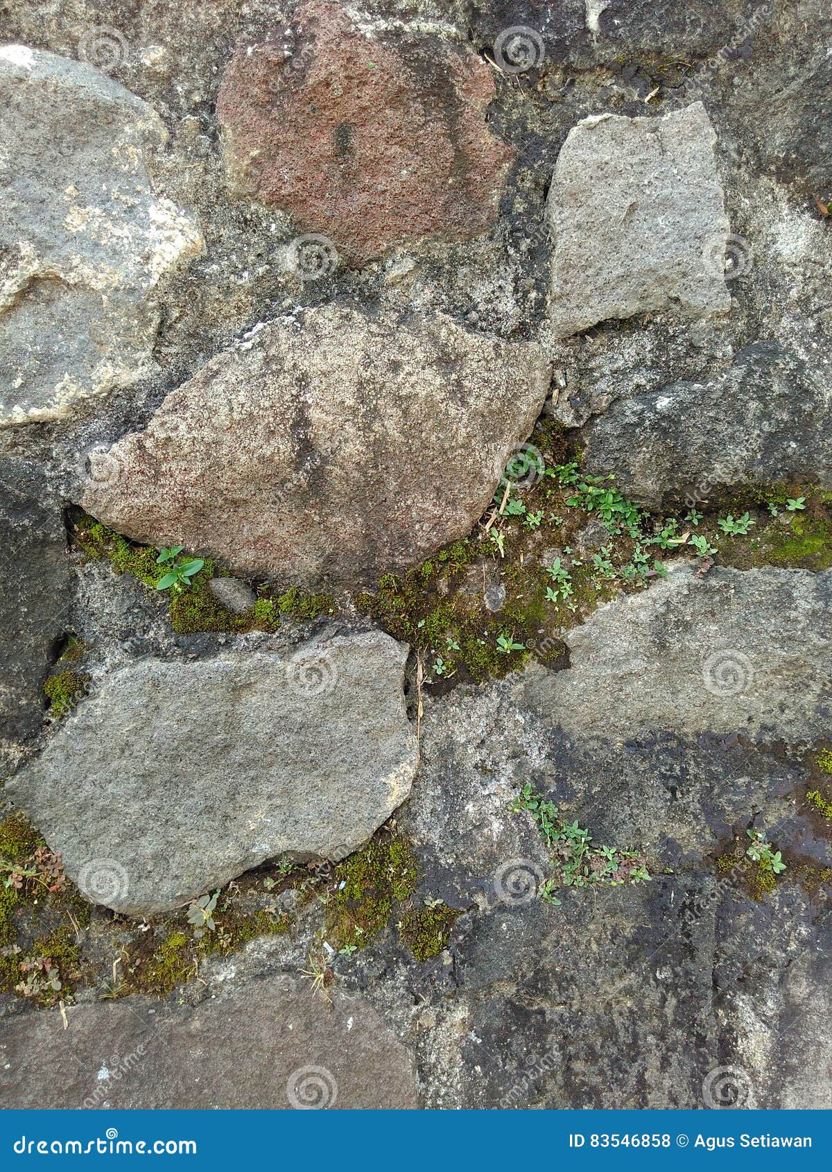 Rock grass stock photo. Image of white, rock, leaf, tree - 83546858