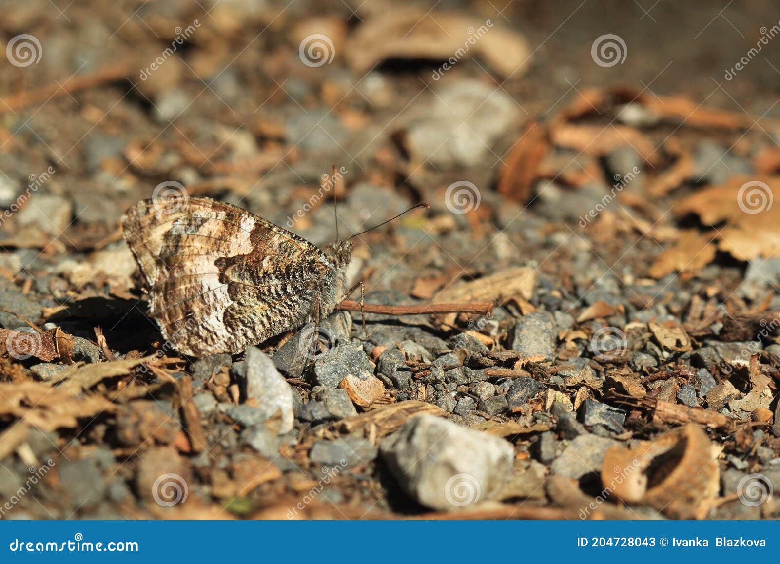 Rock grayling butterfly stock image. Image of wood, adult - 204728043