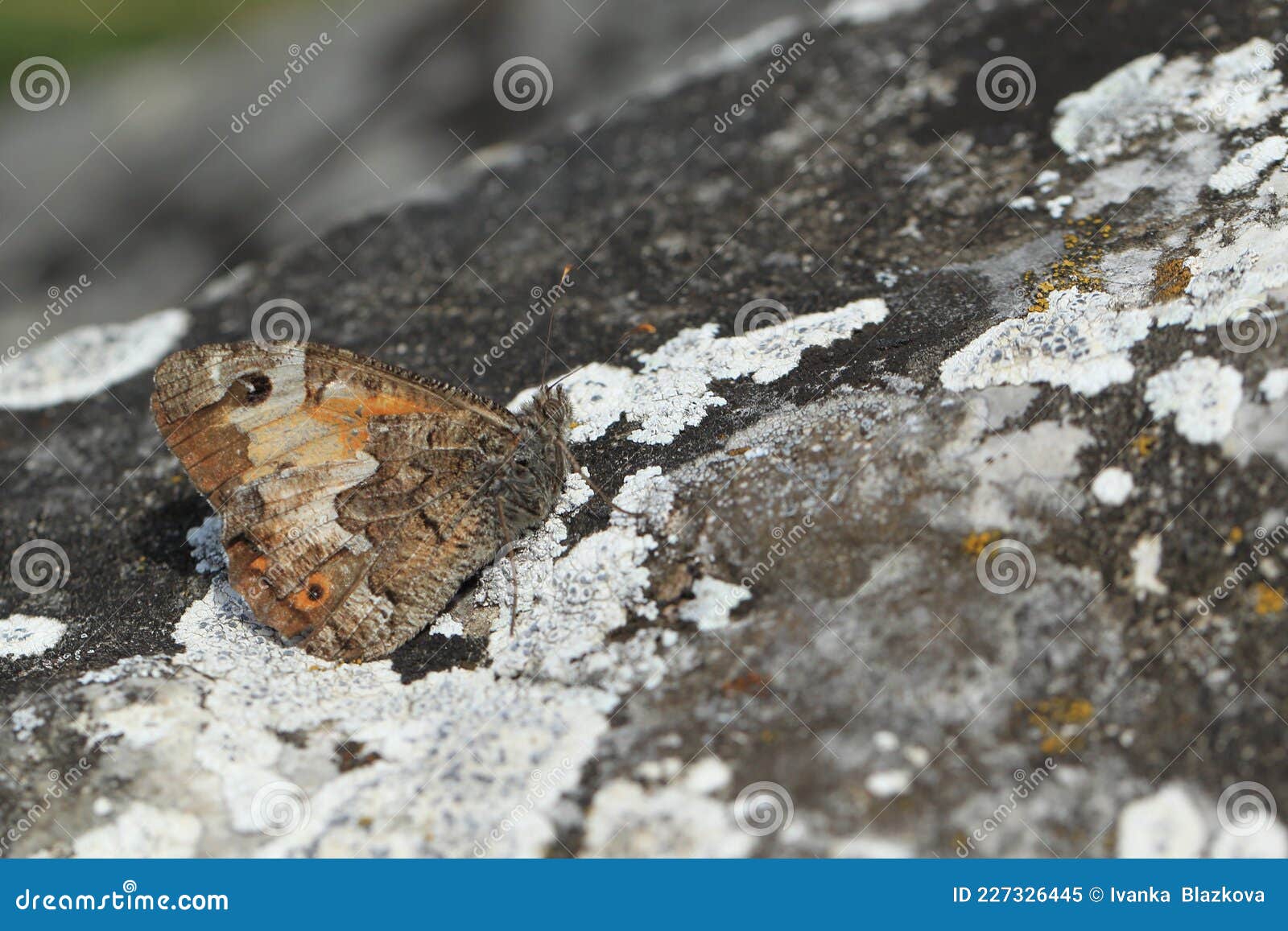 Rock grayling on the rock stock image. Image of brush - 227326445