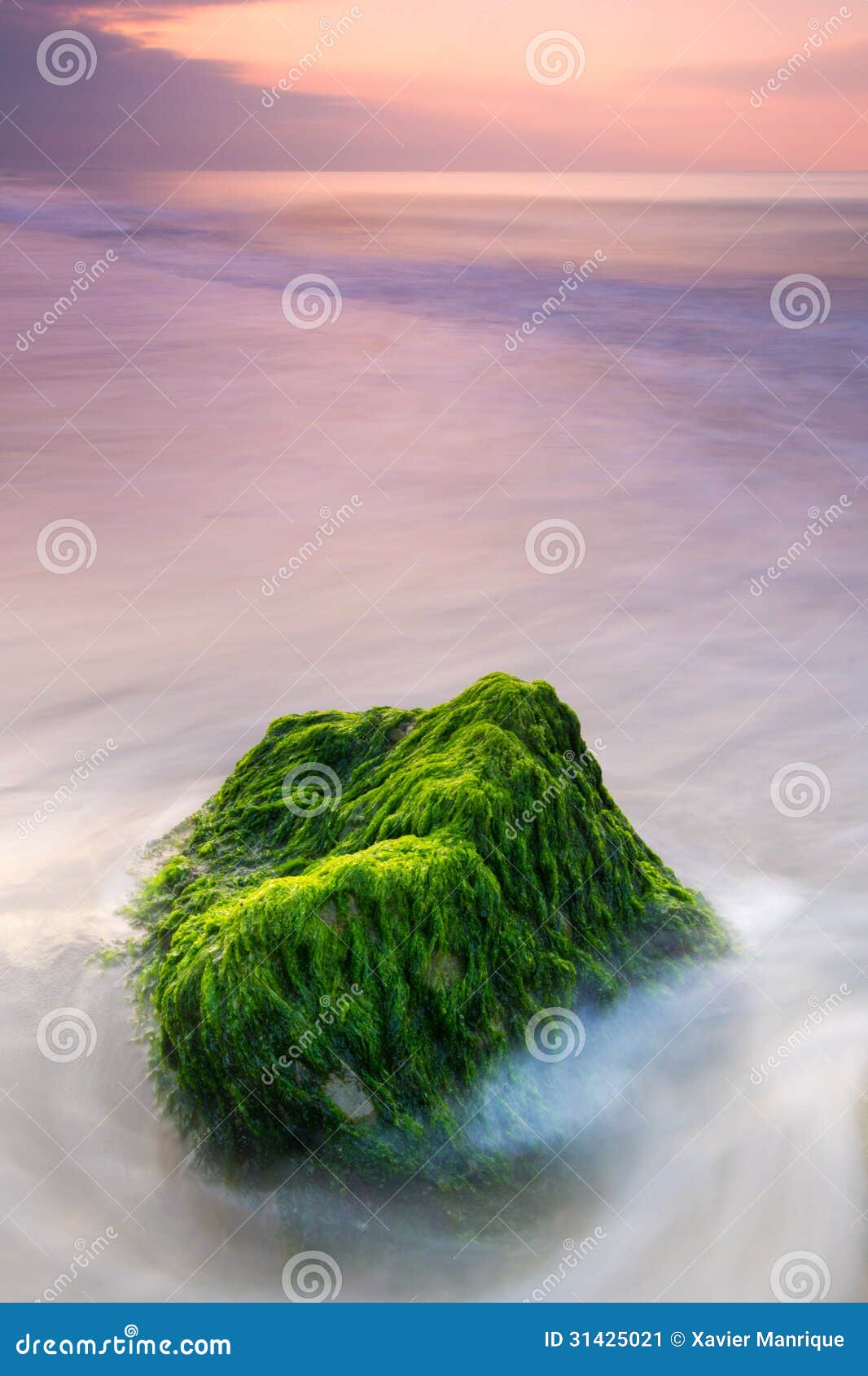 Rock with Green Algae in the Sea at Sunrise Stock Image - Image of ...