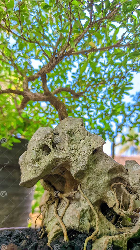 A Rock that Has a Bonsai Tree Growing on it Stock Image - Image of ...