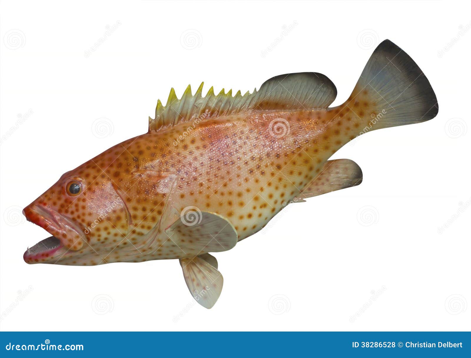 Rock Hind Grouper Fish Underwater Stock Photography | CartoonDealer.com ...