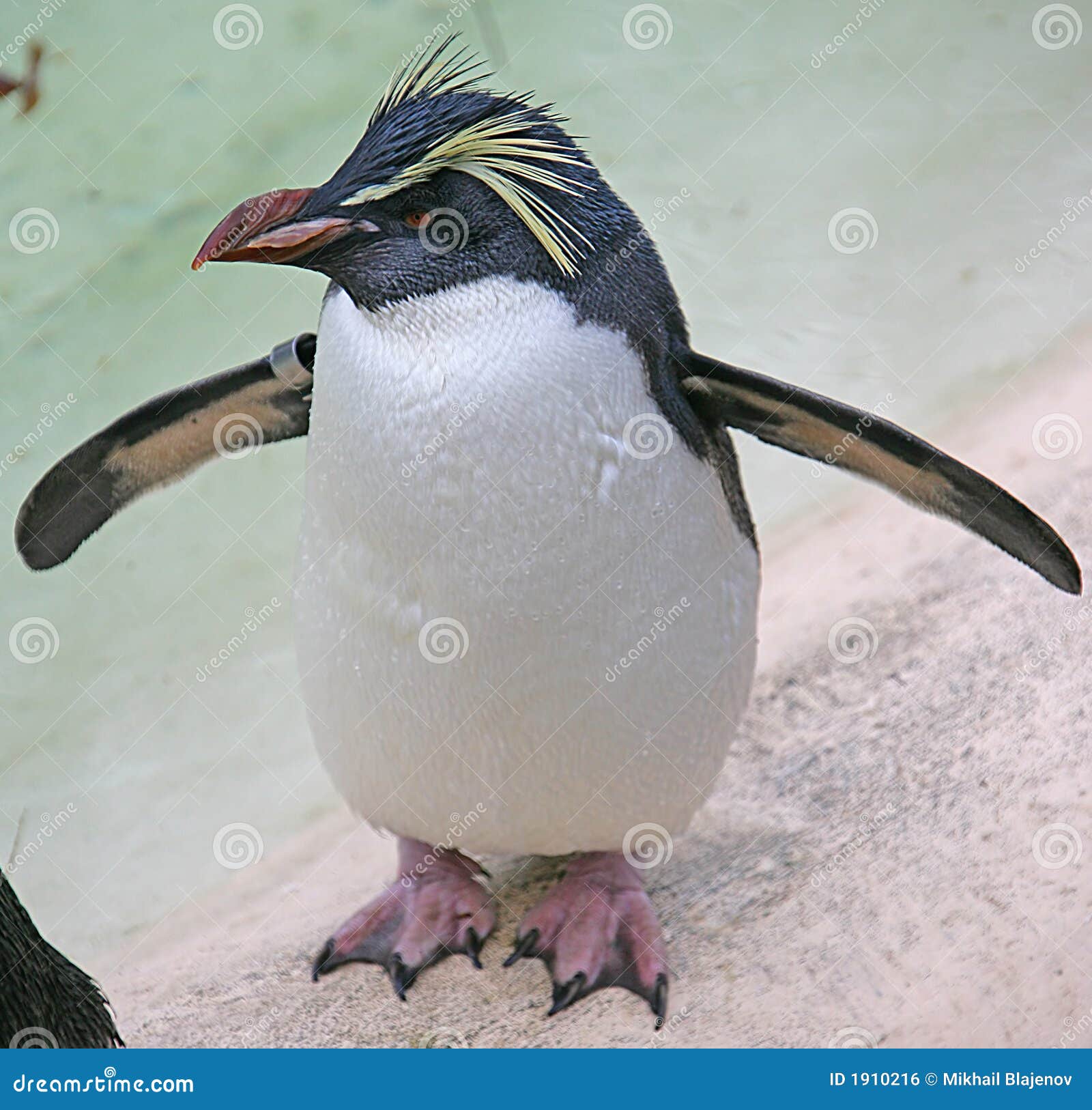 Rock Hopper Penguin 2 stock photo. Image of fish, spot - 1910216