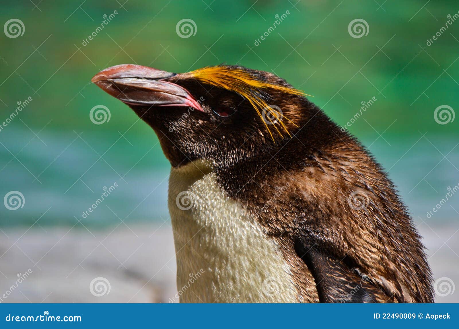 Rock Hopper Penguin stock image. Image of antarctic, atlantic - 22490009