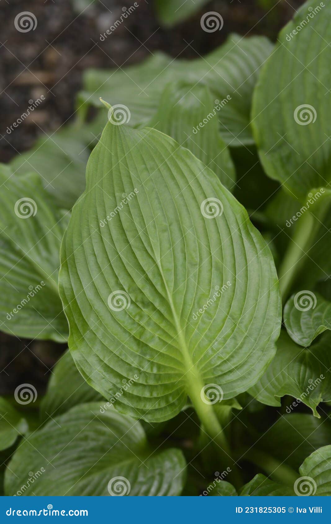 Rock hosta stock image. Image of botany, garden, japanese - 231825305