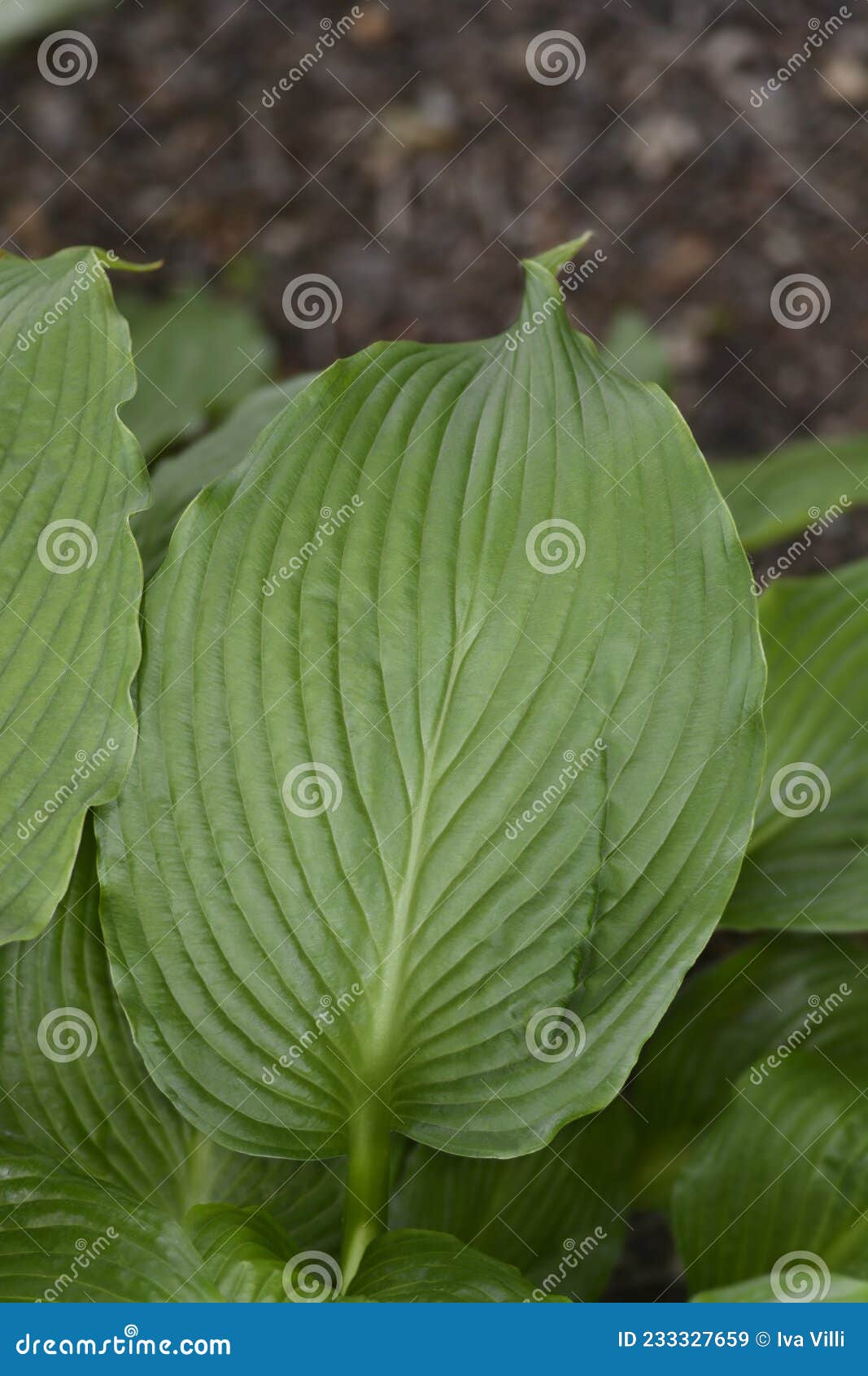 Rock hosta stock image. Image of hosta, outdoors, longipes - 233327659