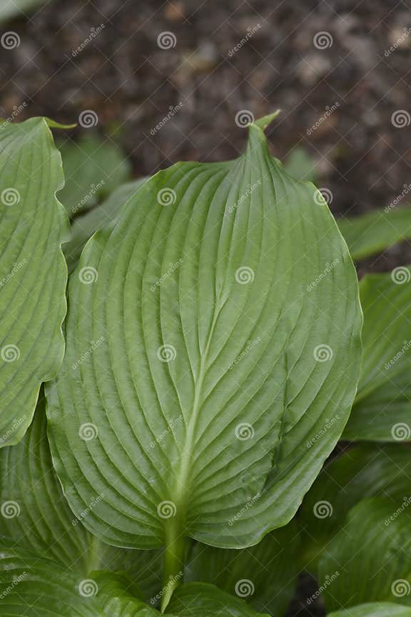 Rock hosta stock image. Image of hosta, outdoors, longipes - 233327659