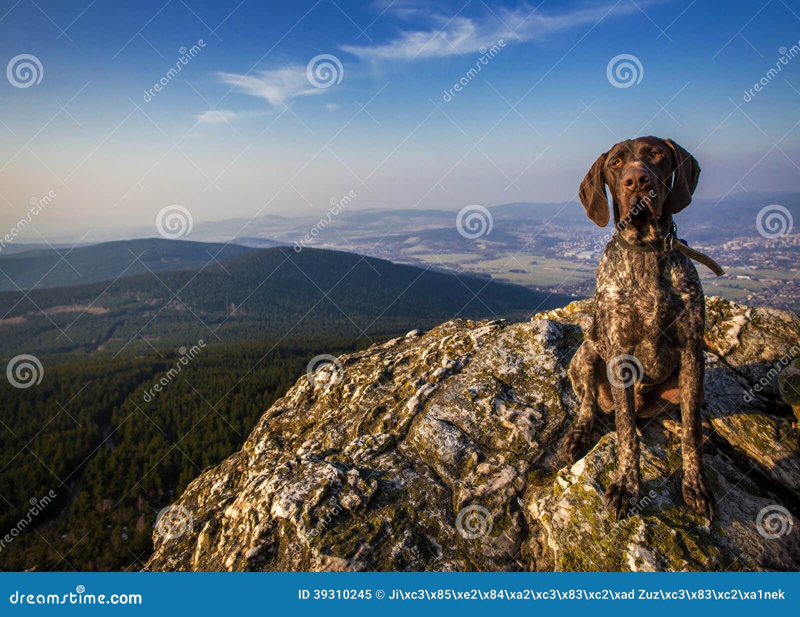 On a rock hound dog stock image. Image of domestic, rock - 39310245