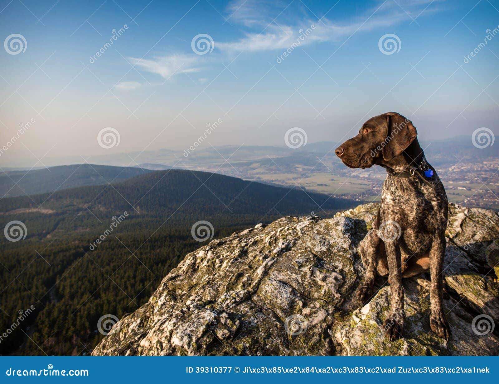 On a rock hound dog stock image. Image of grass, beautiful - 39310377