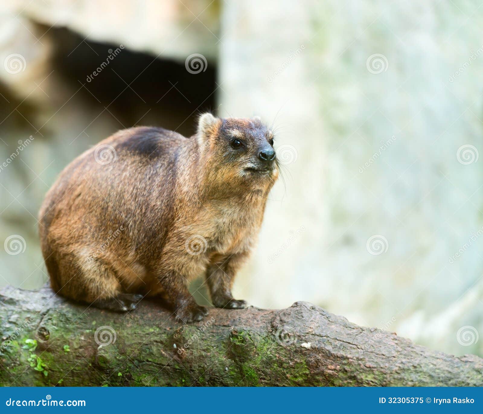 Rock Hyrak (Procavia Capensis) Stock Image - Image of hyrax, sitting ...